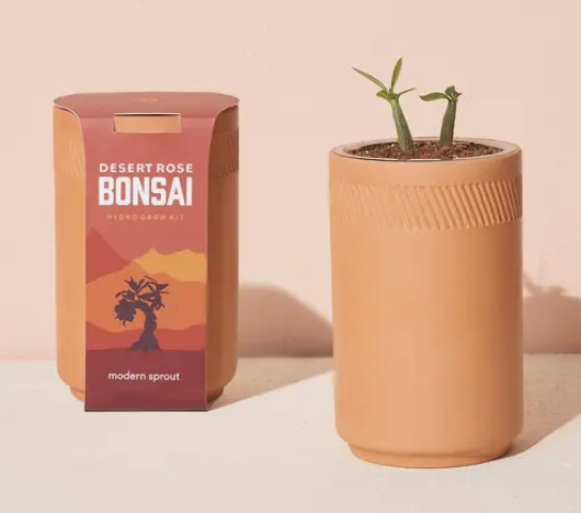 Desert Rose Grow Kit Desert Rose Cactus Lounge