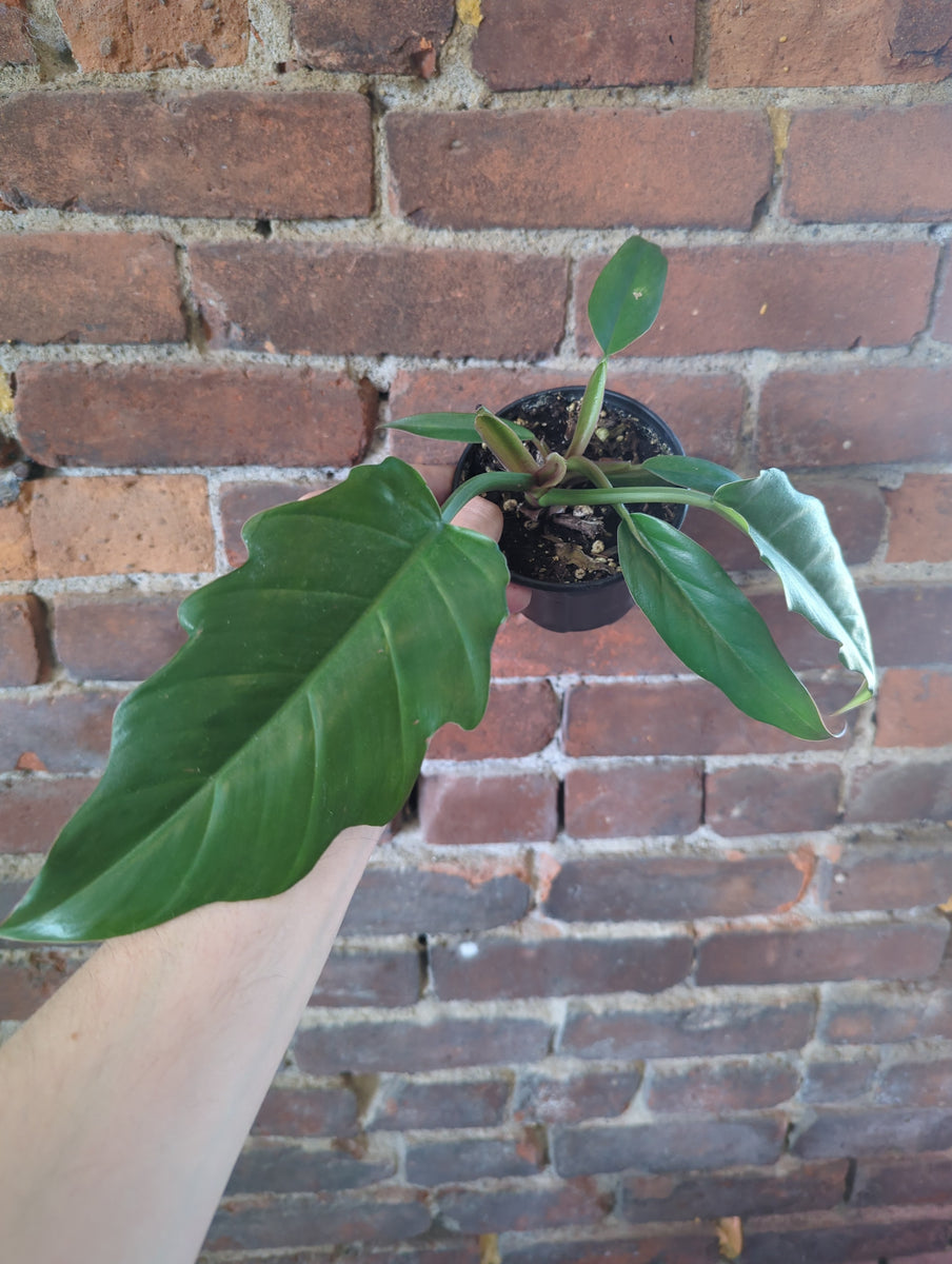 Philodendron 'Pluto' – Desert Rose Cactus Lounge