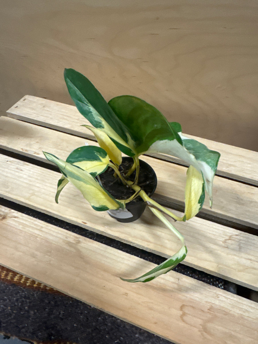 Epipremnum aur. 'Mutant Manjula' – Desert Rose Cactus Lounge