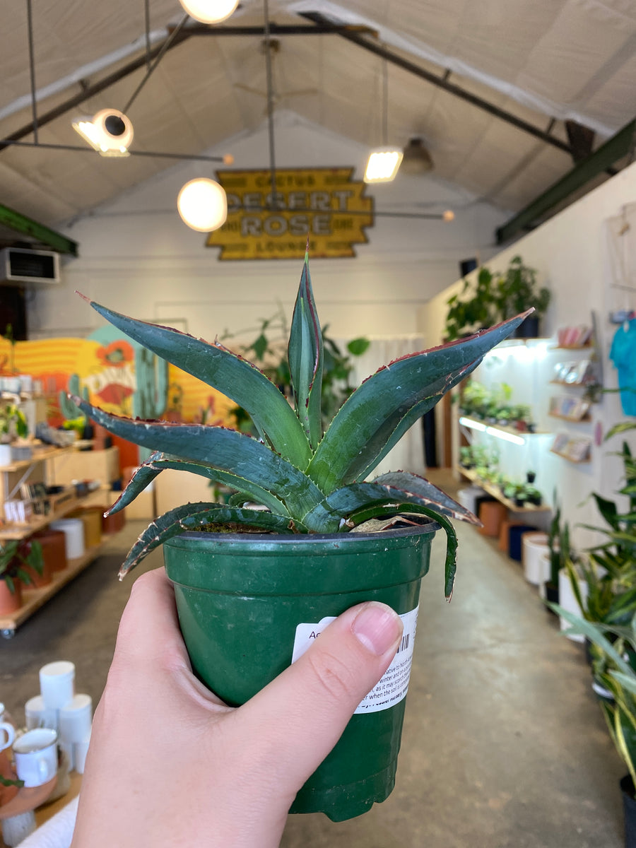 Agave Blue Glow – Desert Rose Cactus Lounge