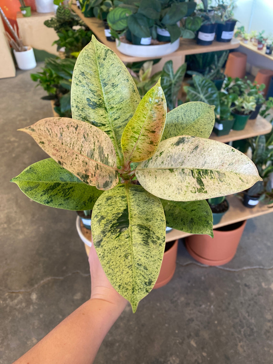 Ficus Elastica 'Shivereana' – Desert Rose Cactus Lounge