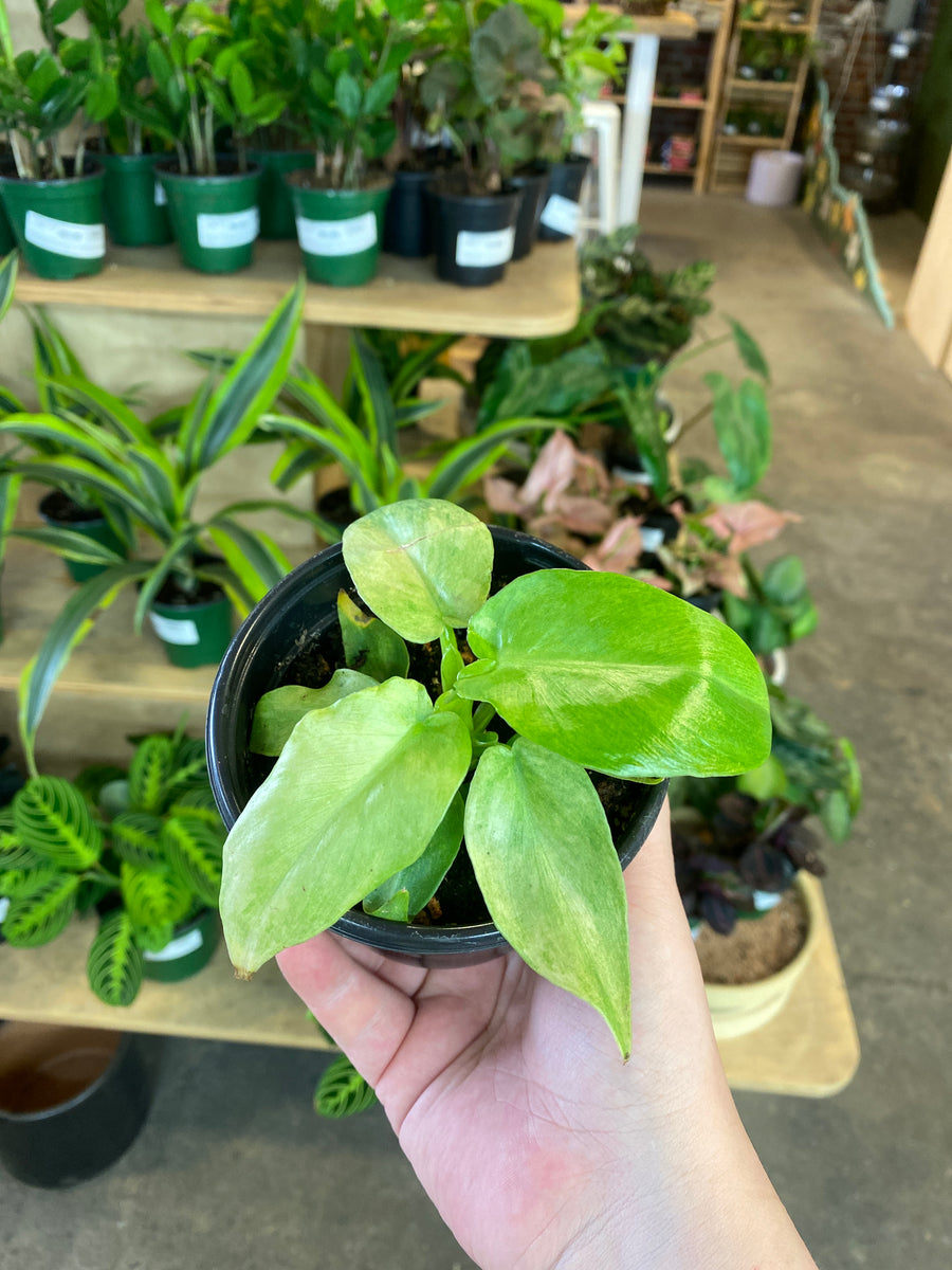 Philodendron 'Bob Cee Variegated' – Desert Rose Cactus Lounge