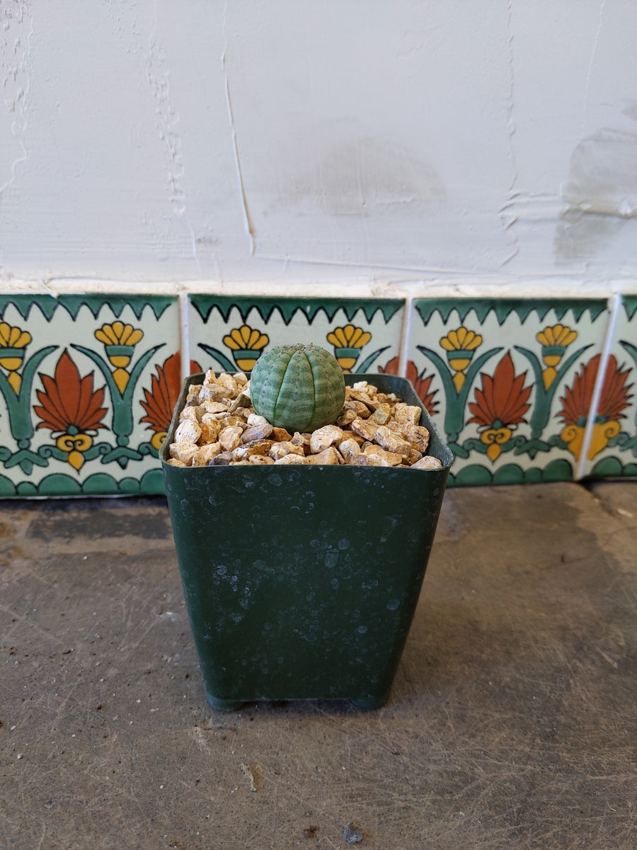 Euphorbia Obesa (Basketball Plant) – Desert Rose Cactus Lounge
