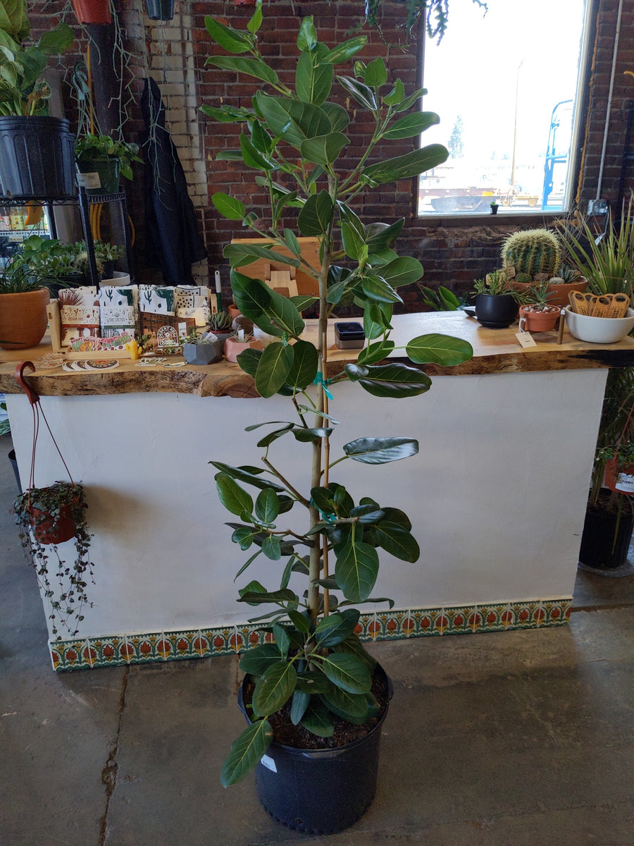 Ficus Audrey Column – Desert Rose Cactus Lounge