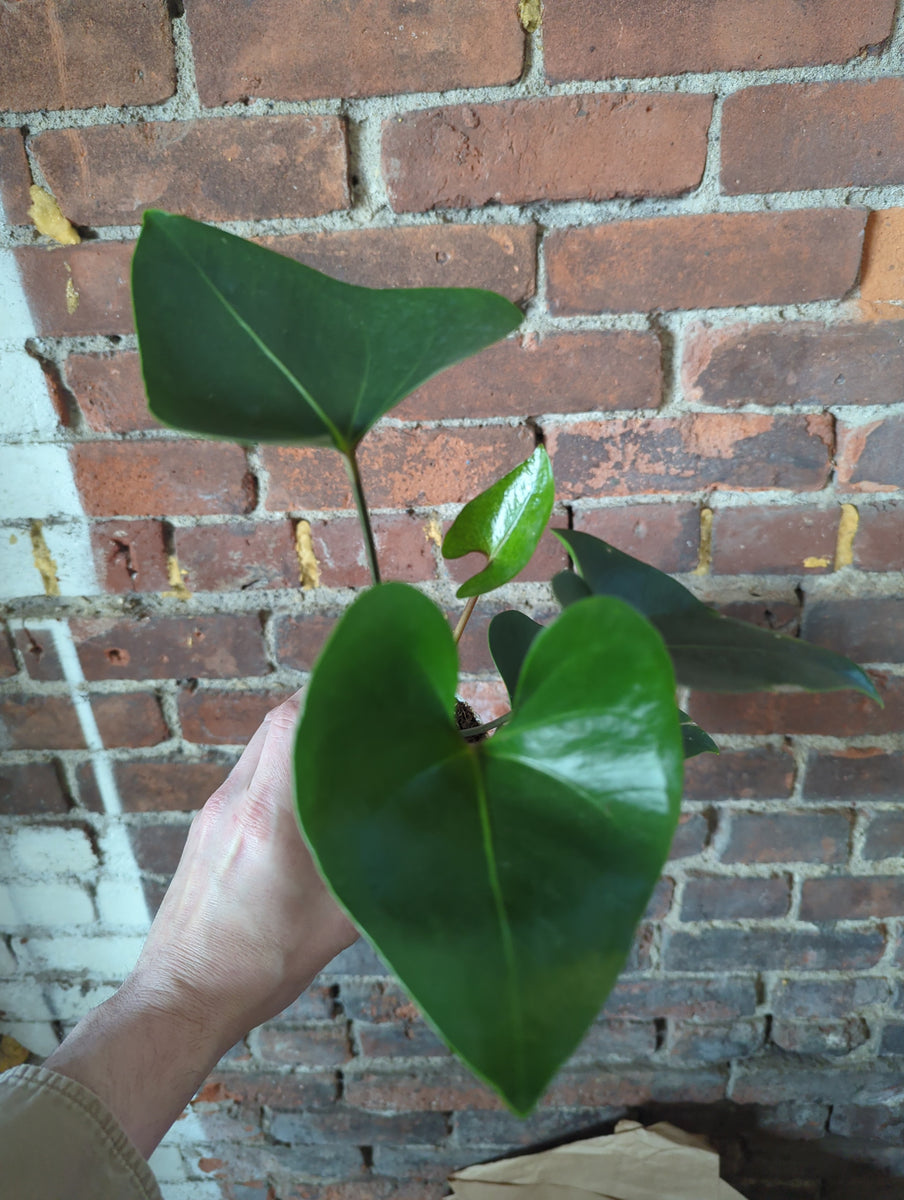 Antherium 'Arrow' – Desert Rose Cactus Lounge