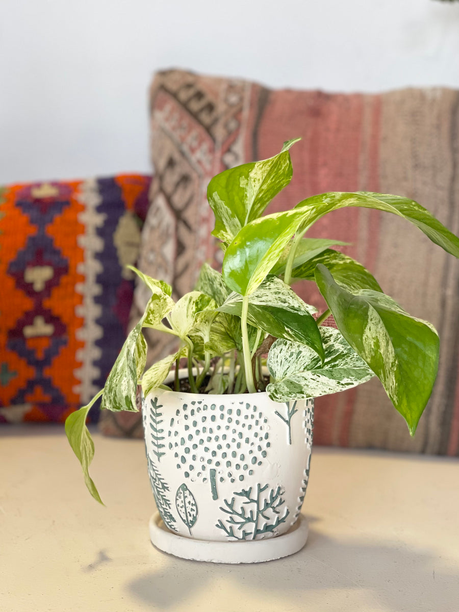 Elemental Planter Herringbone – Desert Rose Cactus Lounge