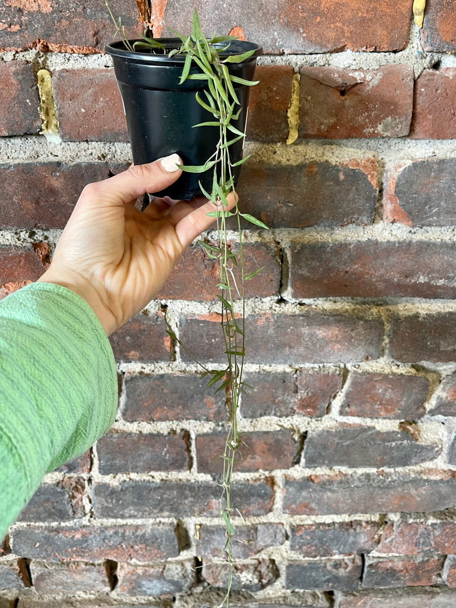 String of Needles – Desert Rose Cactus Lounge