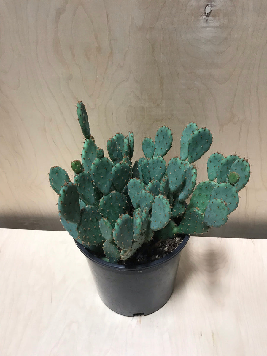 Opuntia x basilaris 'Baby Rita' – Desert Rose Cactus Lounge