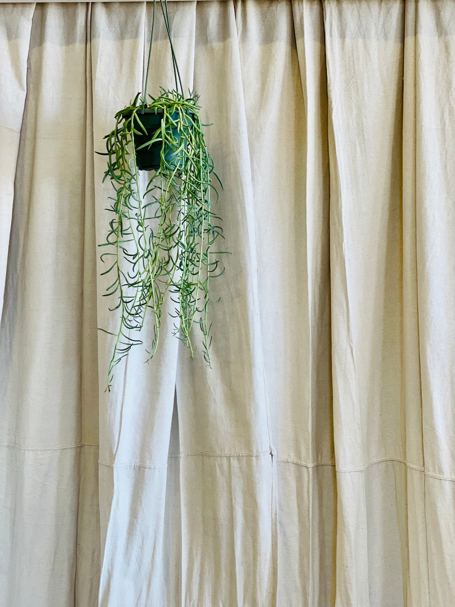 String of Fish Hooks (Senecio radicans) – Desert Rose Cactus Lounge