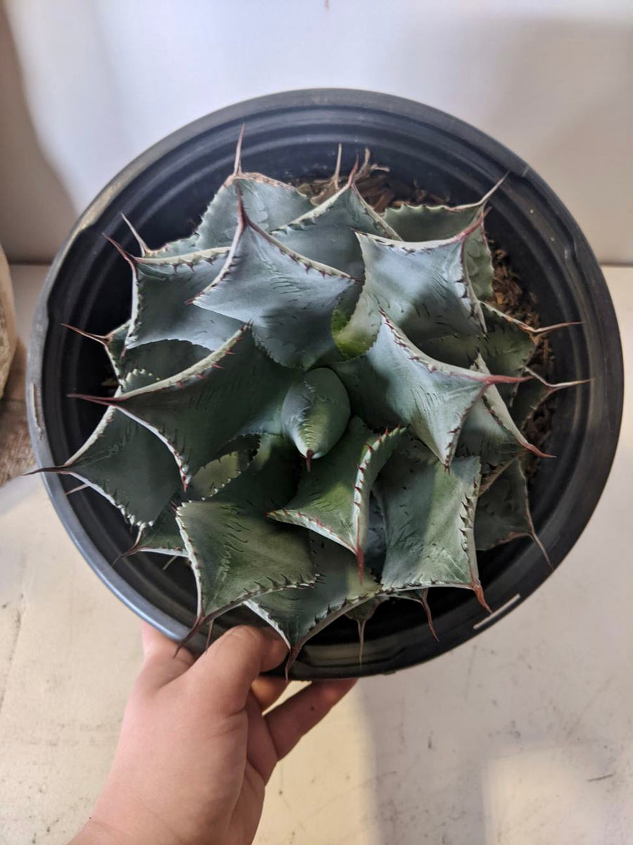 Agave parasana (Desert Rose Agave) – Desert Rose Cactus Lounge