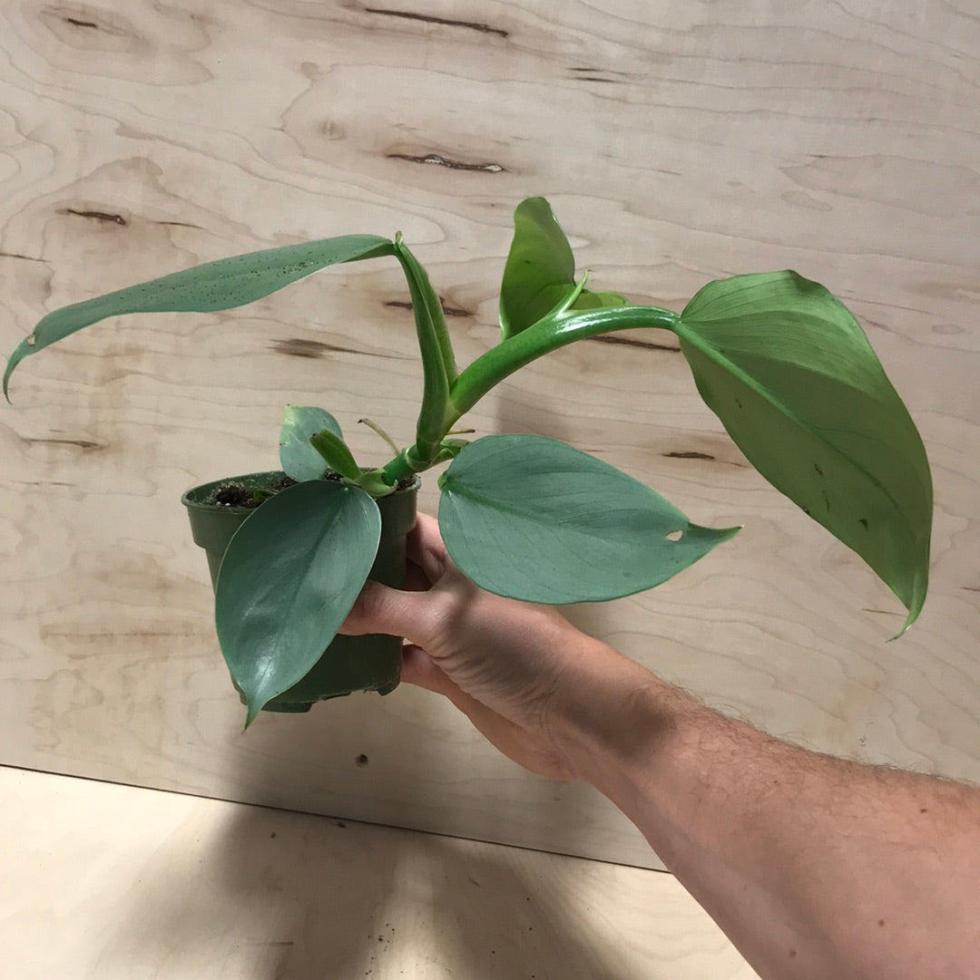 Philodendron Silver Sword – Desert Rose Cactus Lounge