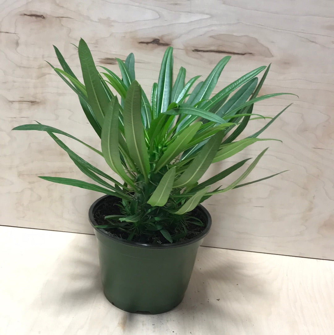 Pachypodium Lameri (Madagascar Palm) – Desert Rose Cactus Lounge
