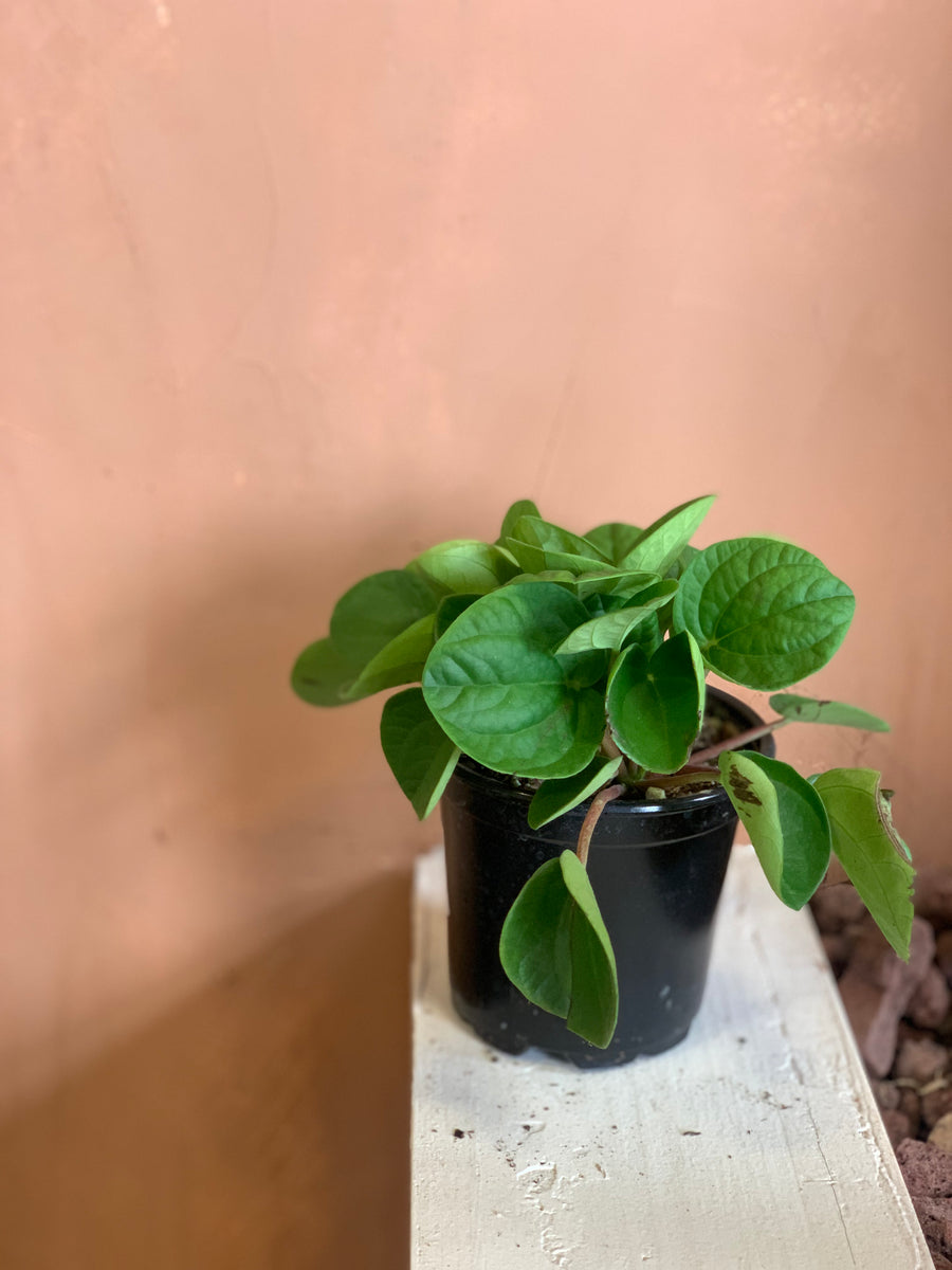 Peperomia Rana Verde – Desert Rose Cactus Lounge