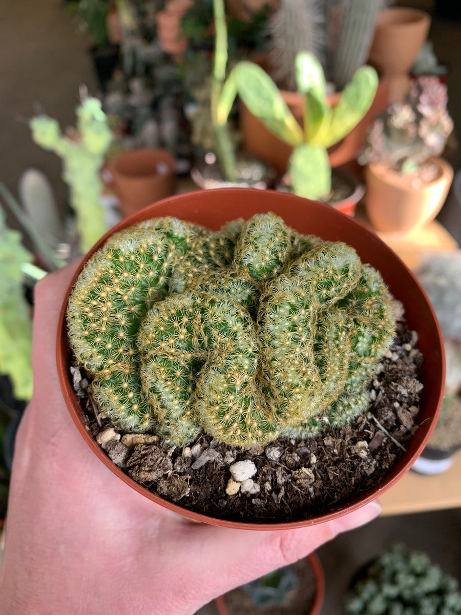 Mammillaria cristata (Brain Cactus) – Desert Rose Cactus Lounge