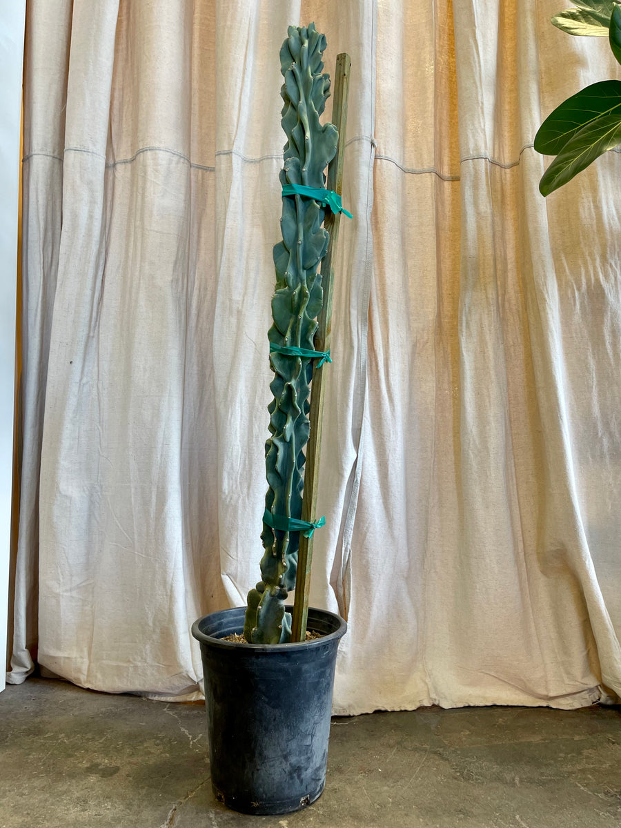 Blue Monstrose Cereus – Desert Rose Cactus Lounge