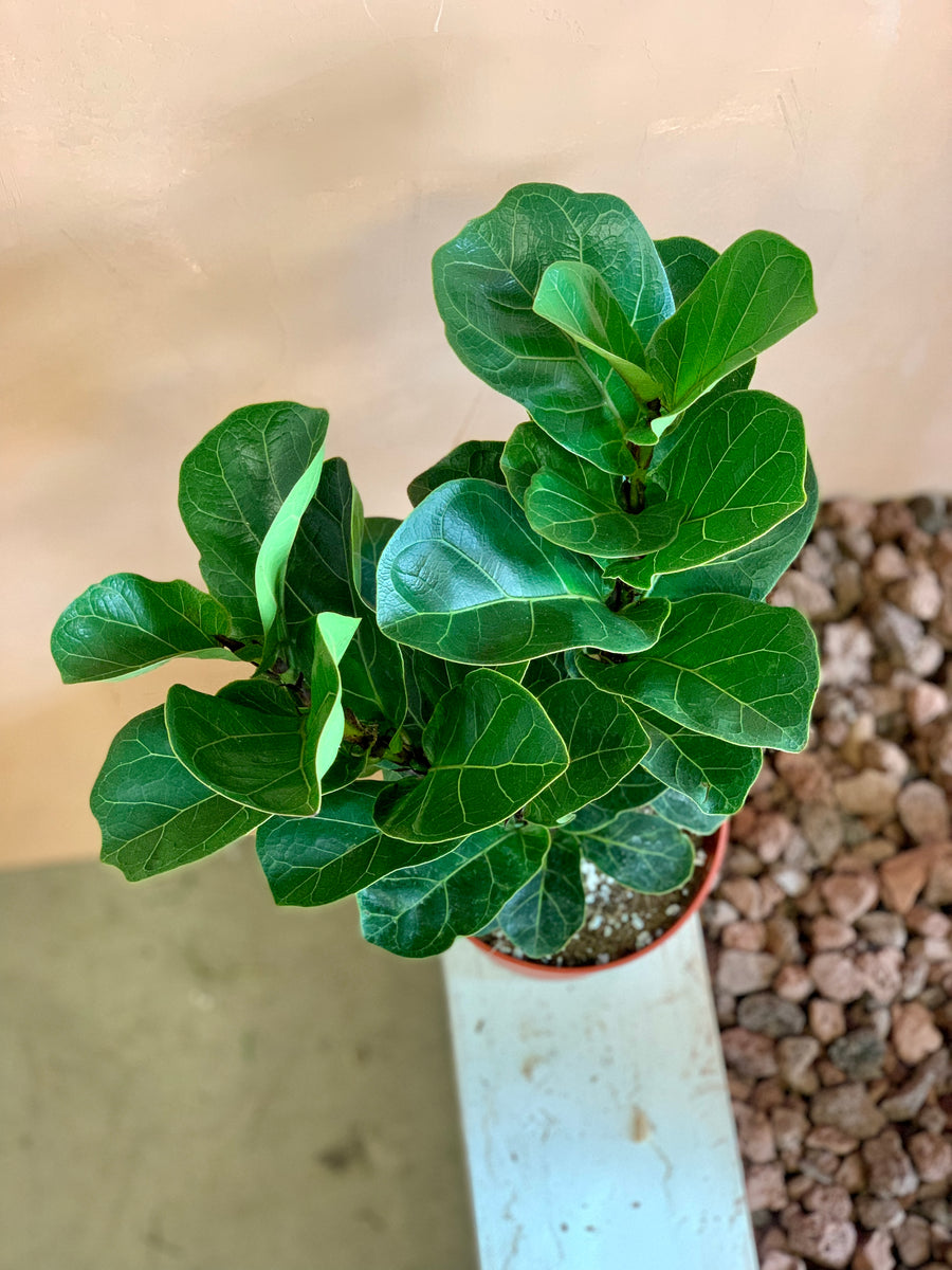 Ficus Lyrata "Little Fiddle" – Desert Rose Cactus Lounge